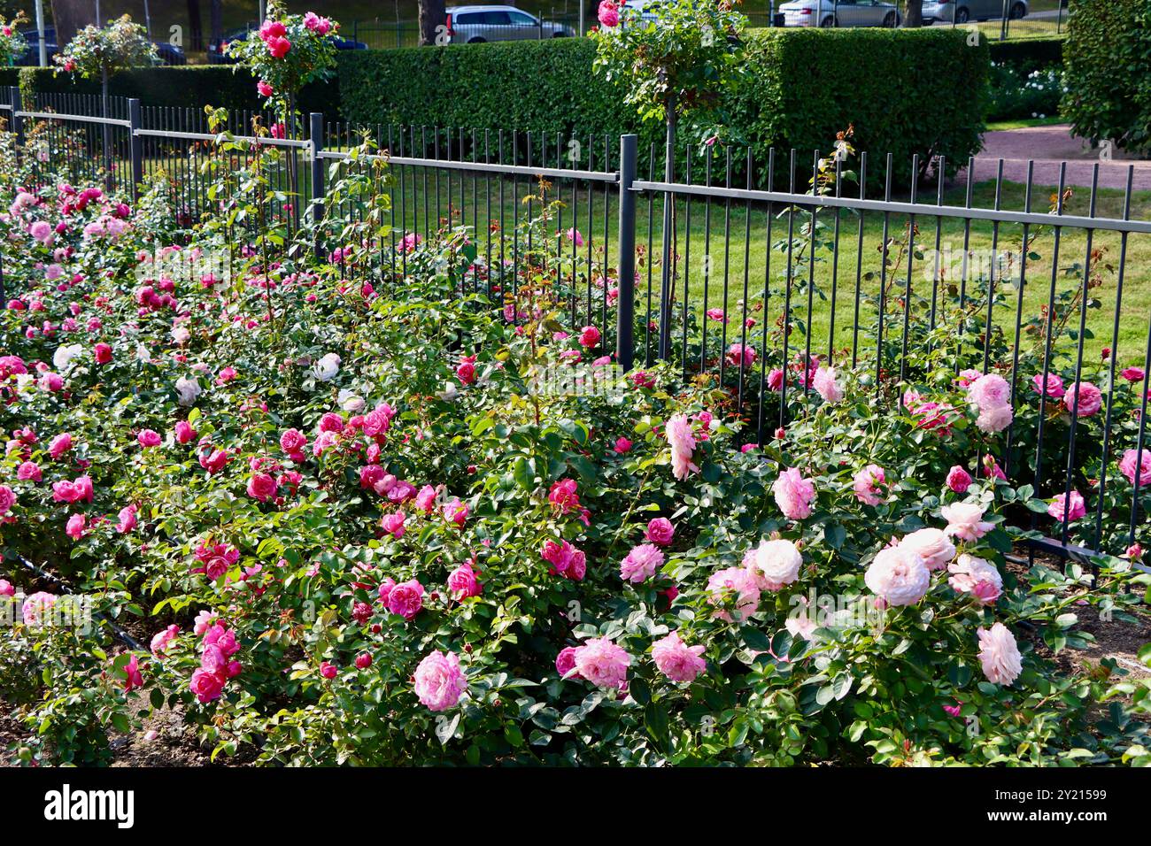 Variety of roses at entrance to the Rose Garden in front of Winter ...