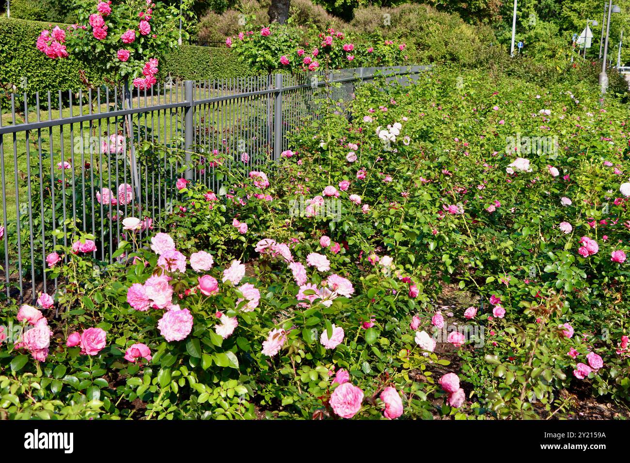 Variety of roses at entrance to the Rose Garden in front of Winter ...