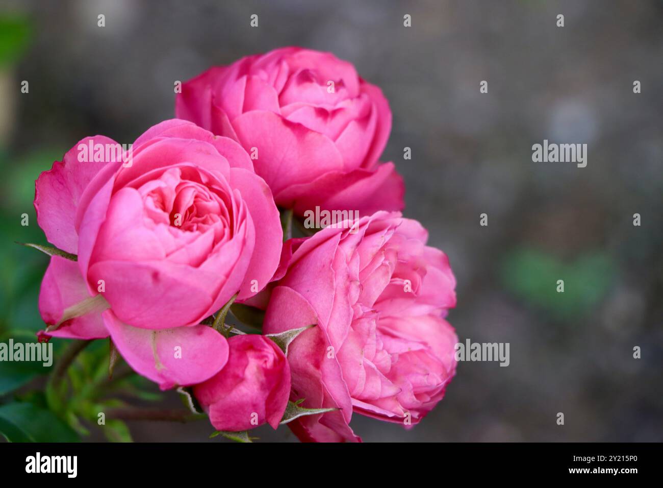Rosa Playful Rokoko at the Rose Garden in front of Winter garden ...