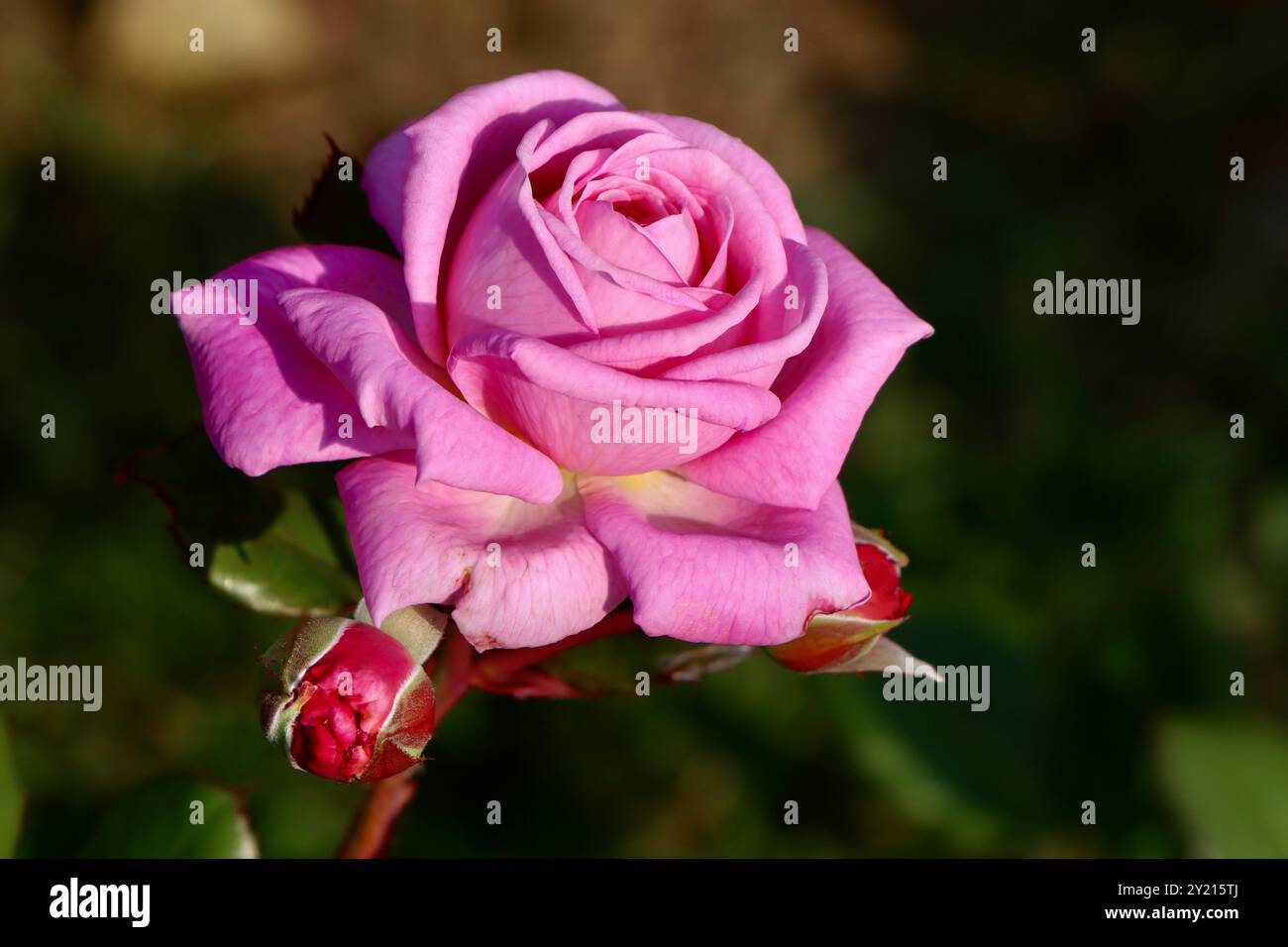 Rosa Rosengräfin Marie Henriette at the Rose Garden in front of Winter ...