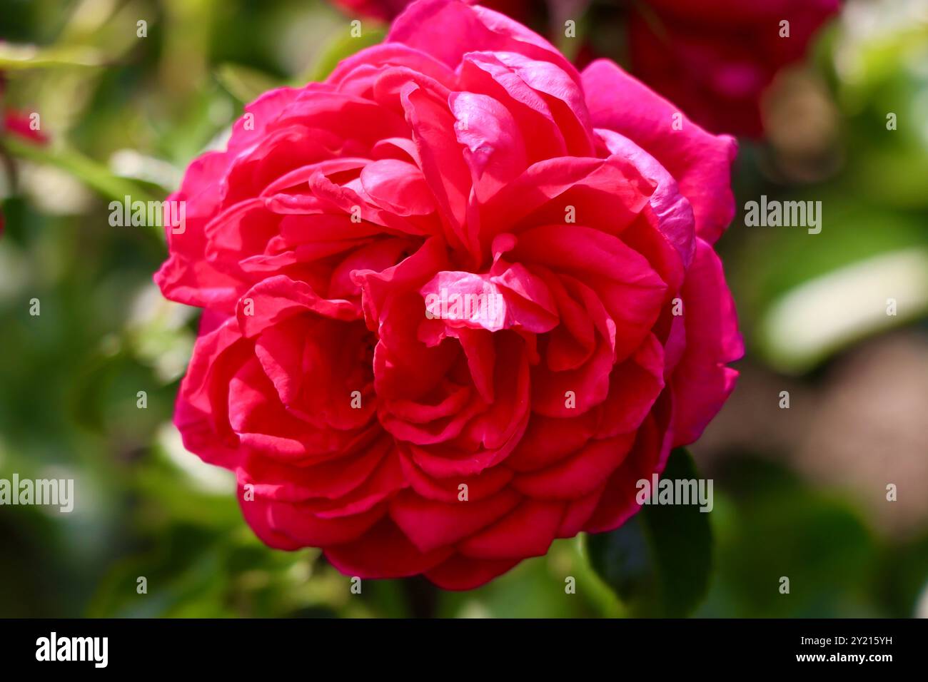 Rosa Soul at tthe Rose Garden in front of Winter garden greenhouse ...