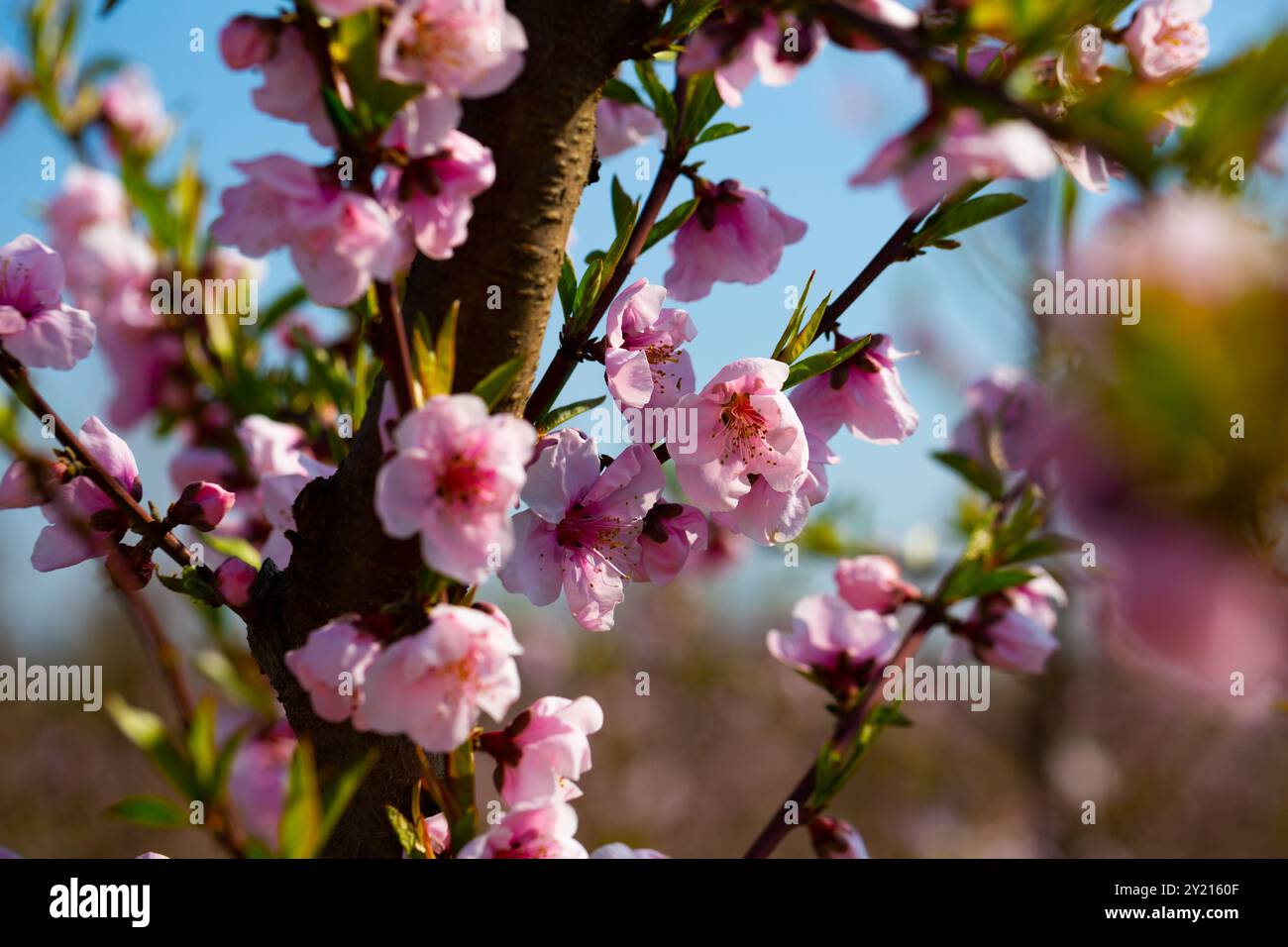 Early peaches prunus persica hi-res stock photography and images - Alamy