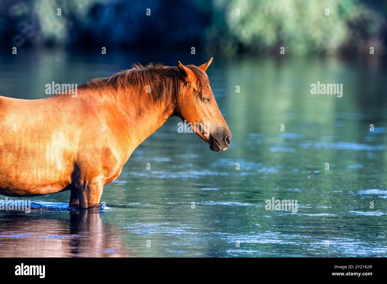 Horse cooling off in hi-res stock photography and images - Alamy