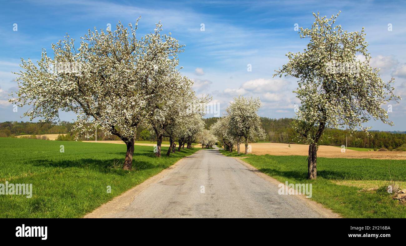 Beautiful road blossoming apple tree hi-res stock photography and ...