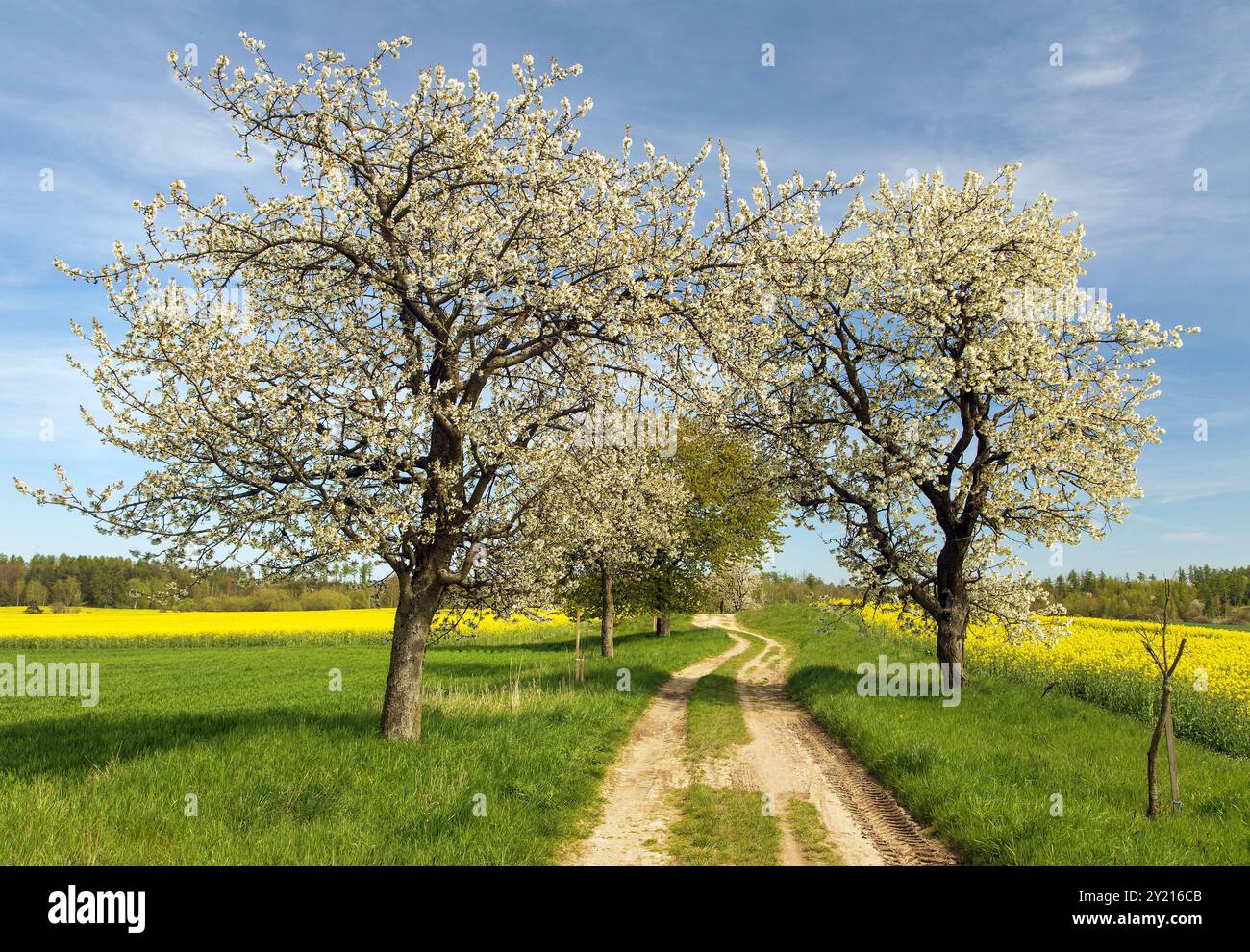 Alley of flowering cherry trees and dirt road and field of rapeseed ...