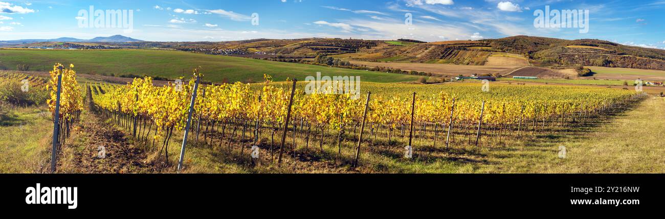 vineyard, autumn in the vineyard, yellow coloured vine plants, South ...