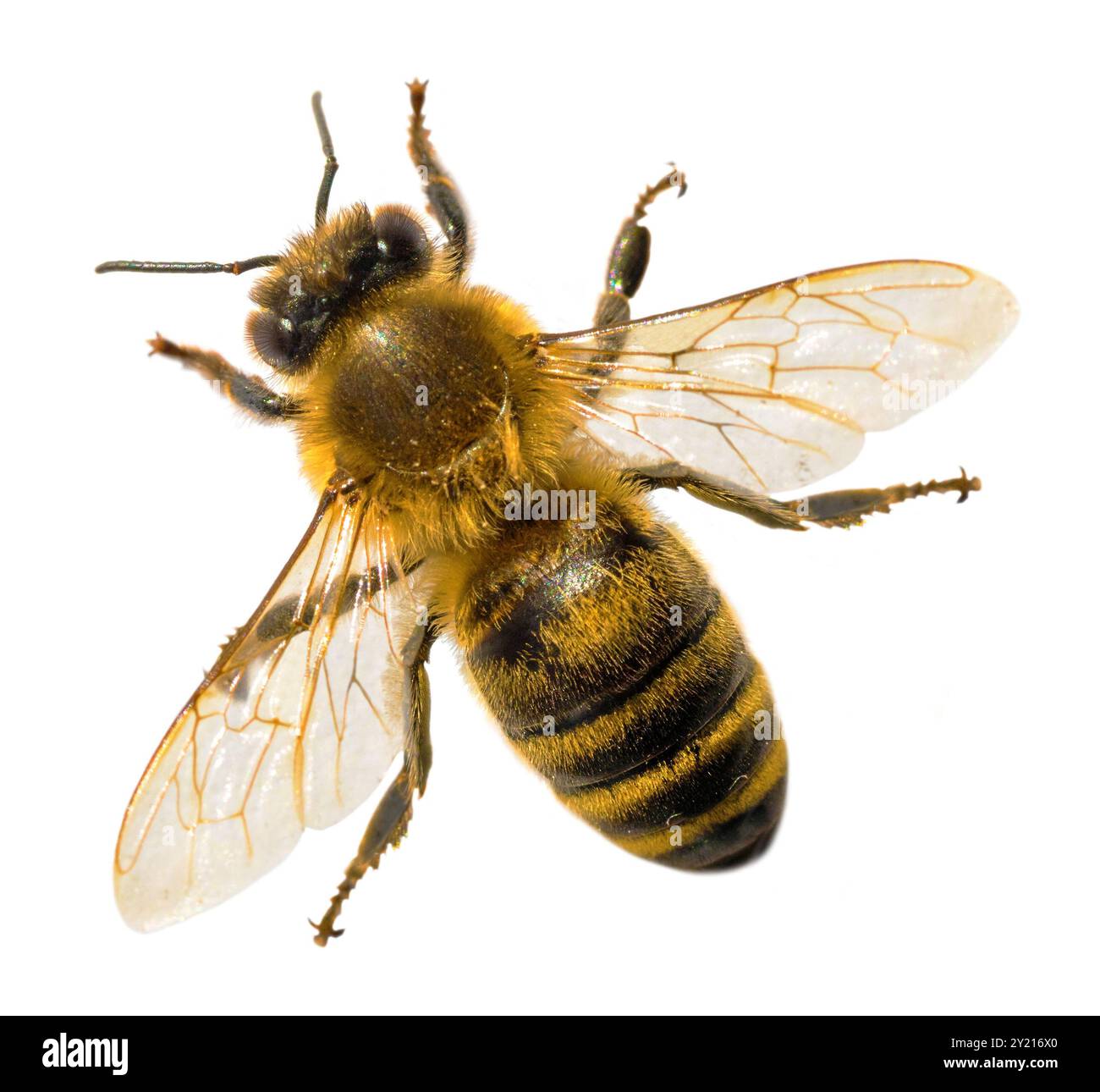 detail of bee or honeybee in Latin Apis Mellifera, european or western ...