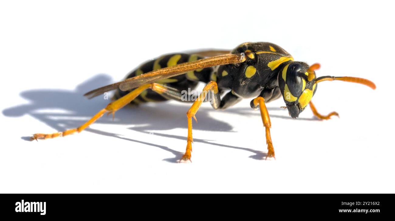 European common wasp German wasp or German yellow jacket isolated on ...