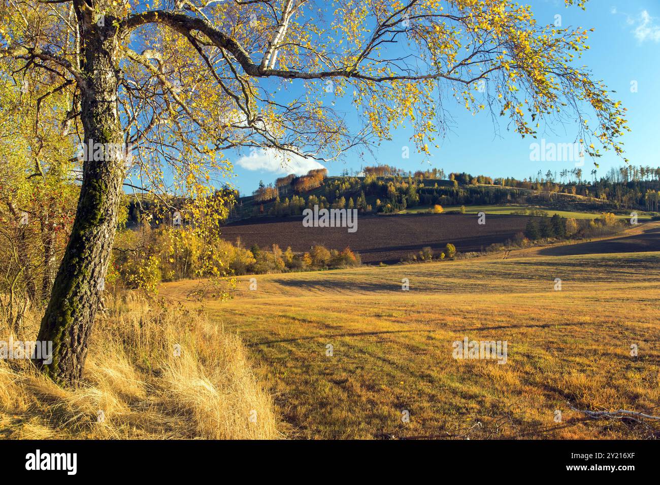 Beautiful landscape tree field hi-res stock photography and images - Alamy