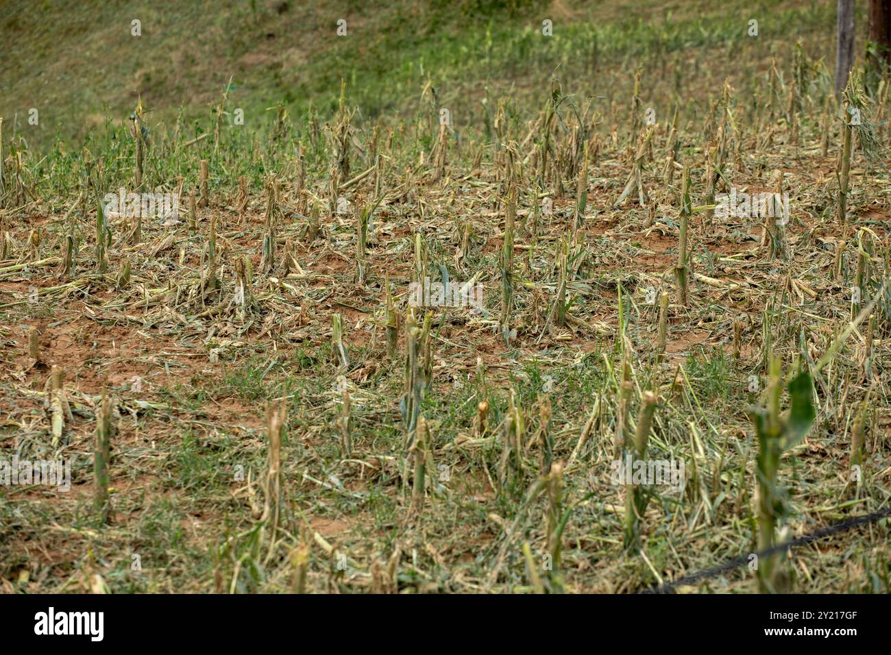 The complete destruction of cornfields Hail ice damaged corn steams and ...