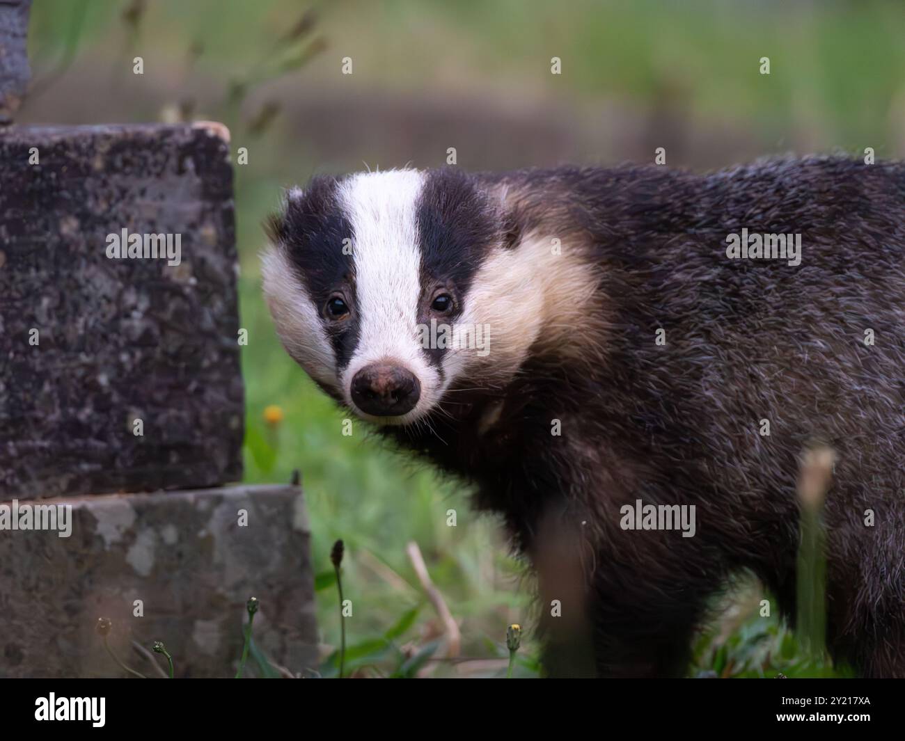 Beautiful wild badger close by [ meles meles ] in Bristol , UK Stock ...