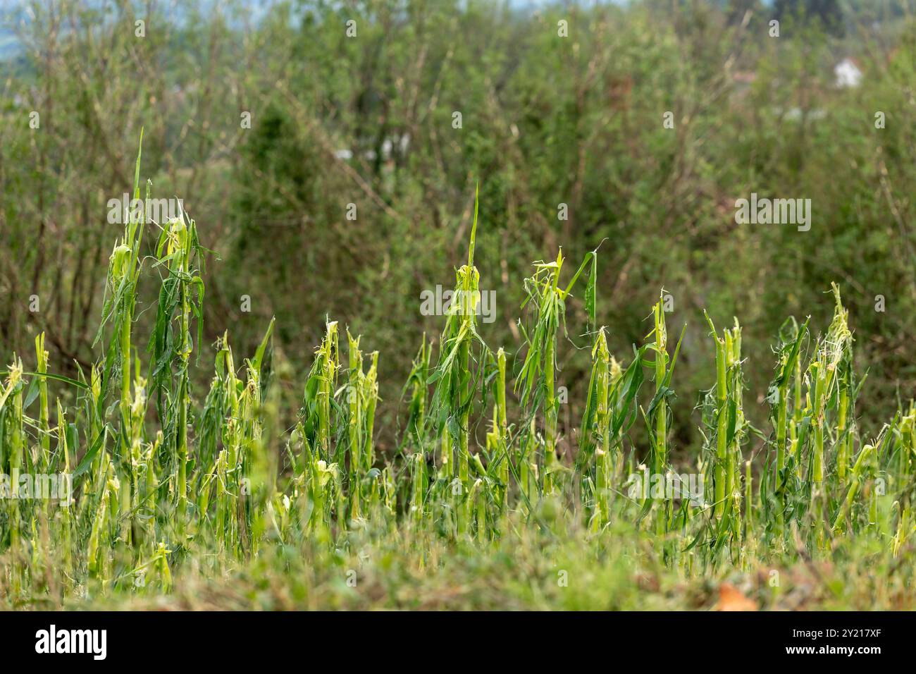 The complete destruction of cornfields Hail ice damaged corn steams and ...