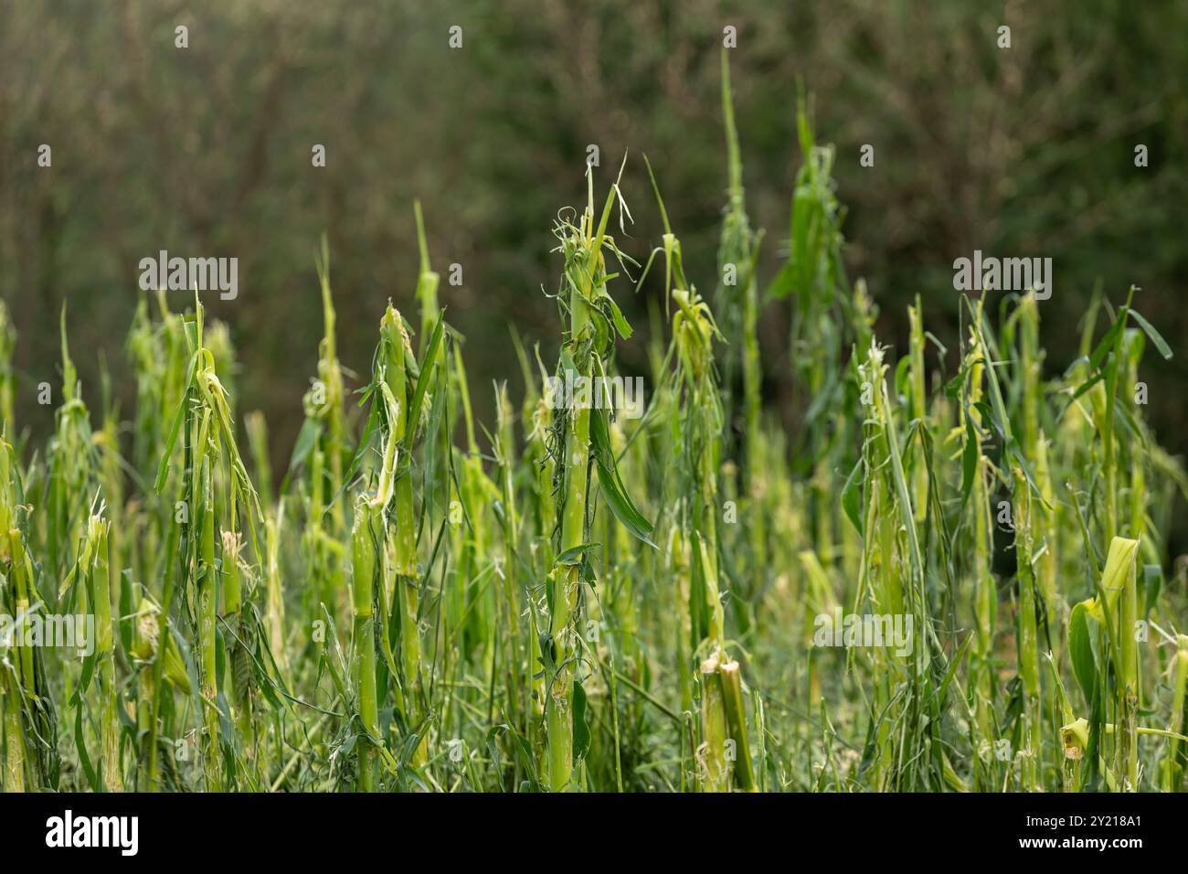 The complete destruction of cornfields Hail ice damaged corn steams and ...