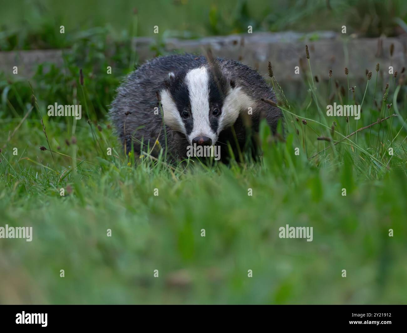 badger in the grass [ latin name meles meles ] Stock Photo - Alamy