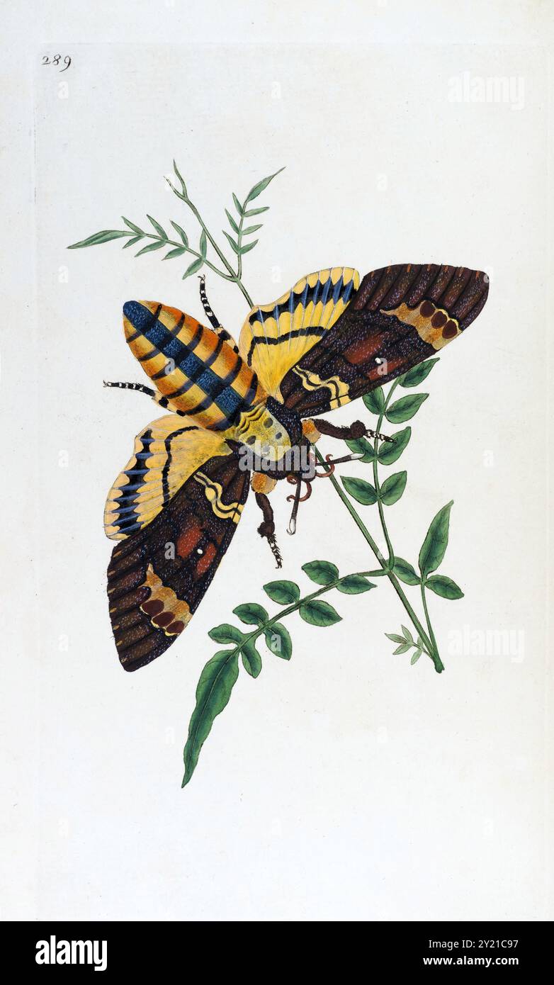Mariposa de la muerta hi-res stock photography and images - Alamy