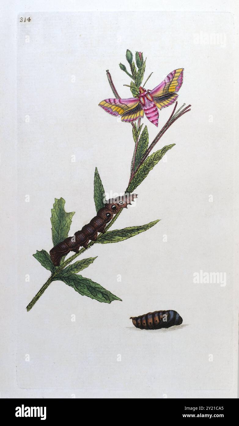 Small Elephant Hawk Moth with caterpillar and pupa. Donovan. Plate 361 ...