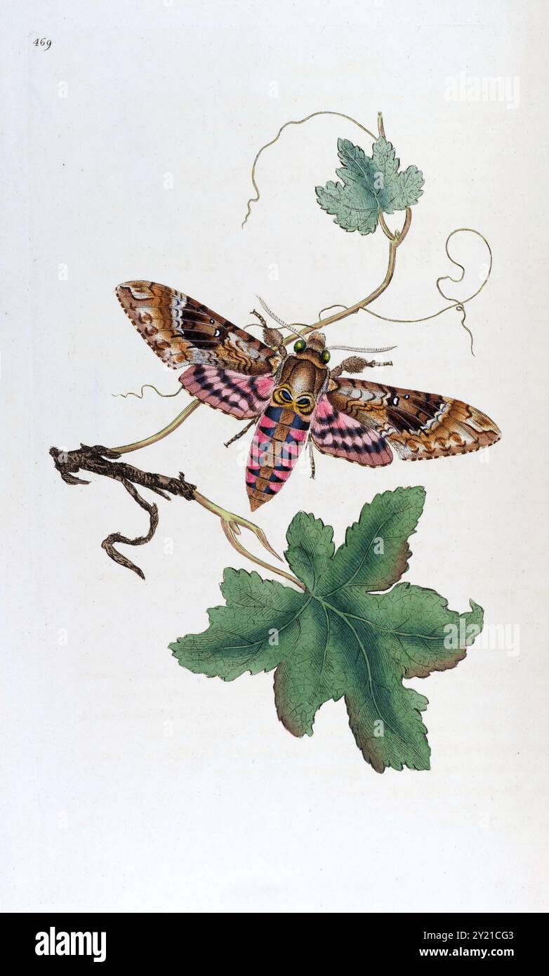 Drurys hawk moth hi-res stock photography and images - Alamy