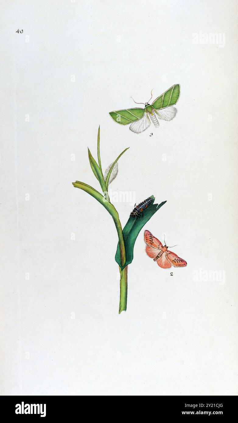 Red Arches Moth, Scarce Silver Line Moth and Ladybird Lava. Donovan ...