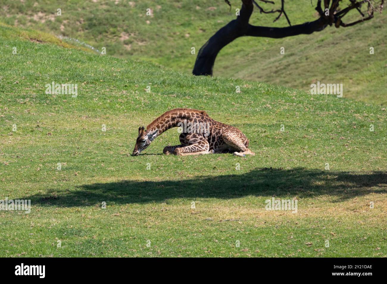 Young giraffe lying down as it eats Stock Photo - Alamy