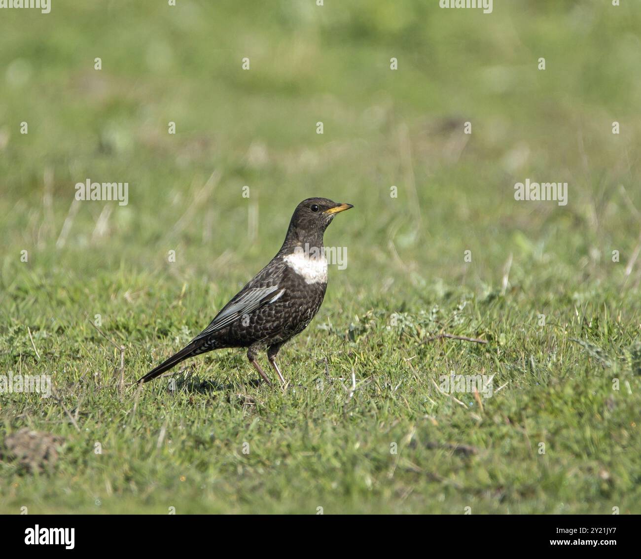 Birds of passage europe hi-res stock photography and images - Alamy