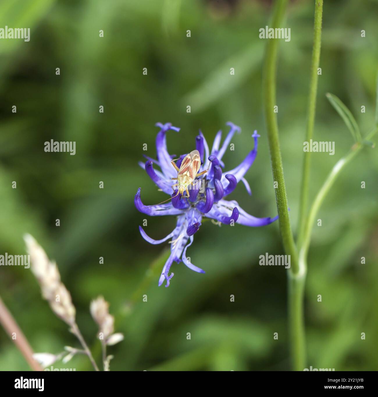 Plant Bug Calocoris Roseomaculatus on Round-headed Rampion Stock Photo ...