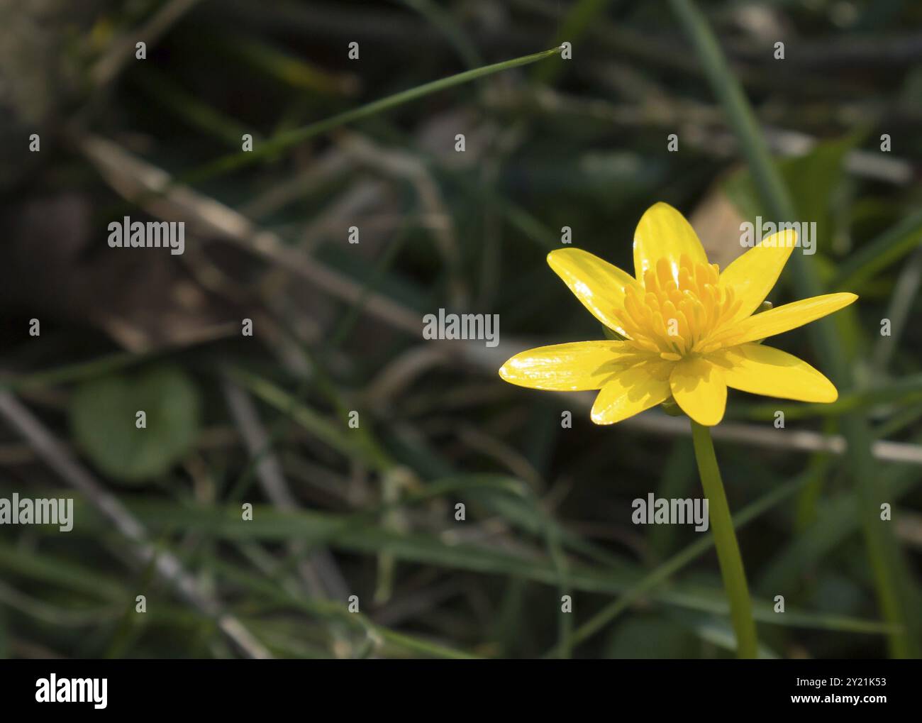 Yellow Lesser Celandine flower in English countryside with space for ...