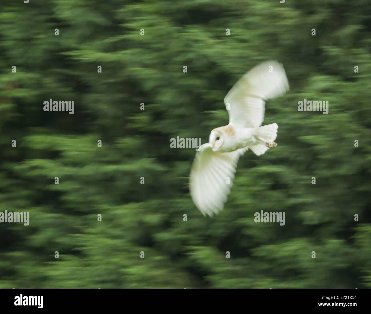 Barn Owl flying fast, showing motion blur Stock Photo - Alamy