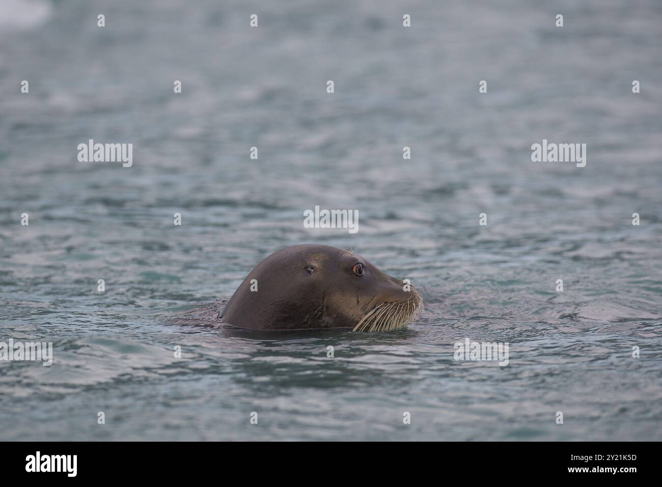Bearded seal (Erignathus barbatus), Arctic Ocean, Spitsbergen Island ...