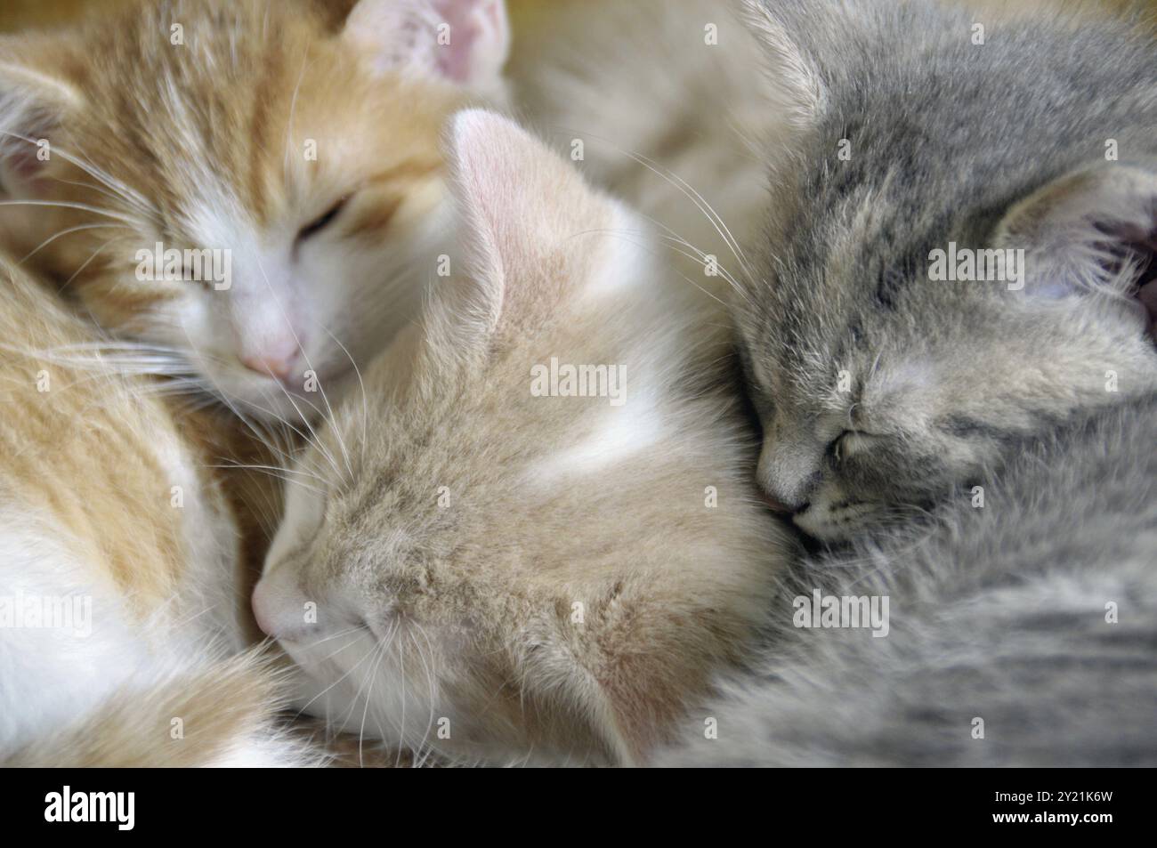 Sleeping two-month-old domestic cats (Felis silvestris f. catus ...