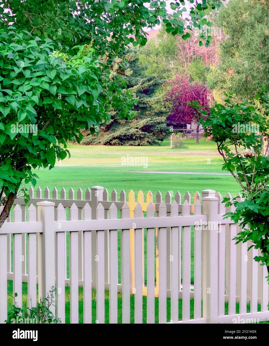 White picket fence has yellow sunrise bouncing across green grass ...