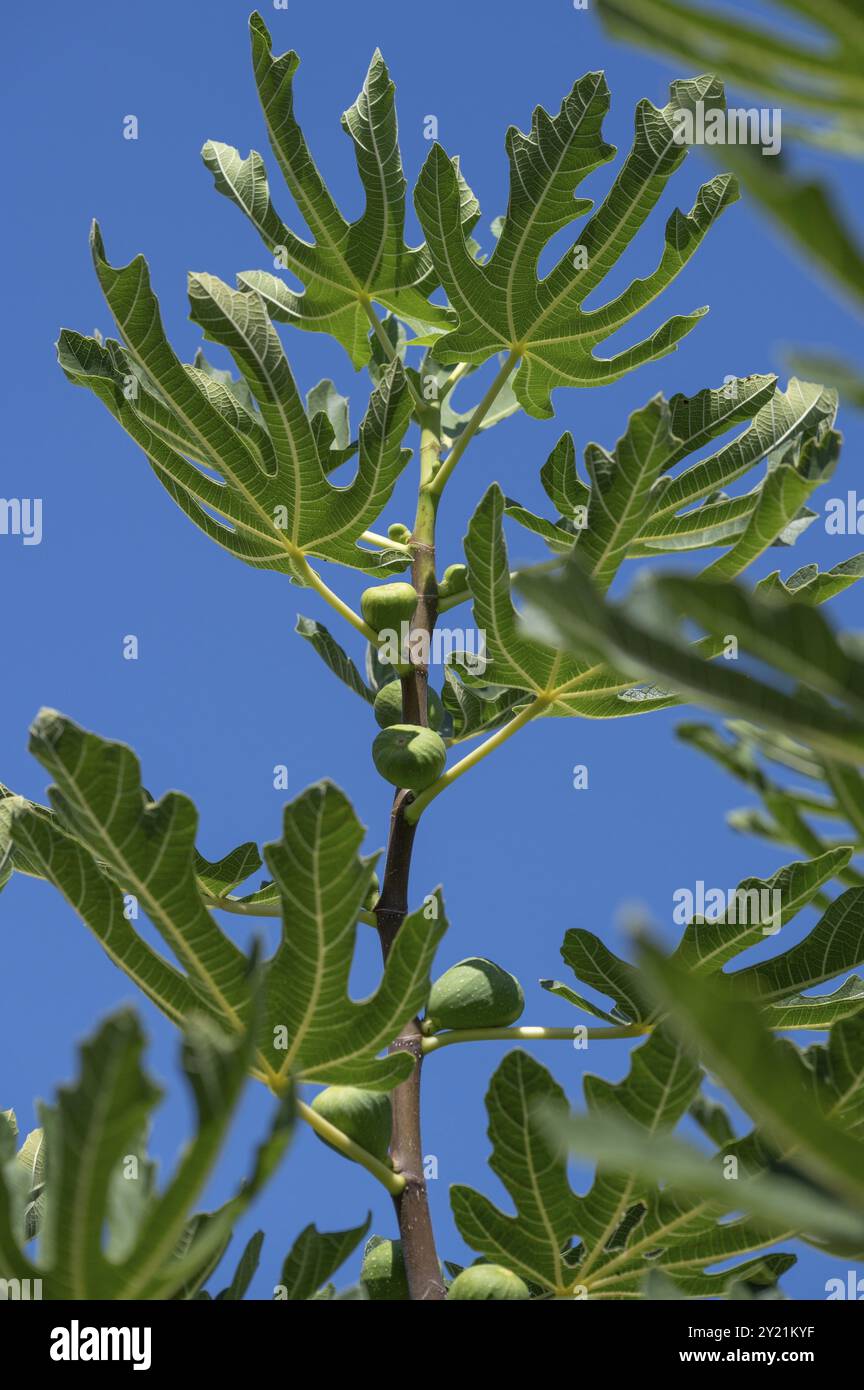 Common fig (Ficus carica) with young fruits, blue sky, Baden ...