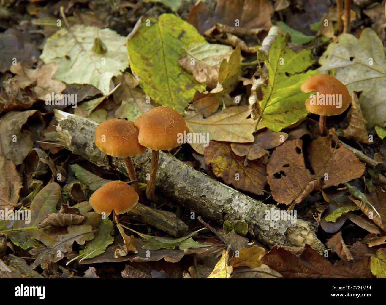 Fungi fungus laccaria hi-res stock photography and images - Alamy