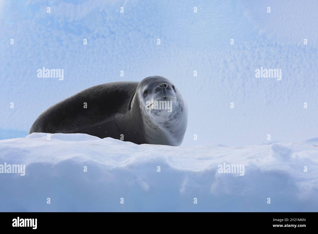 Dangerous leopard seal on ice floe in Antartica Stock Photo - Alamy