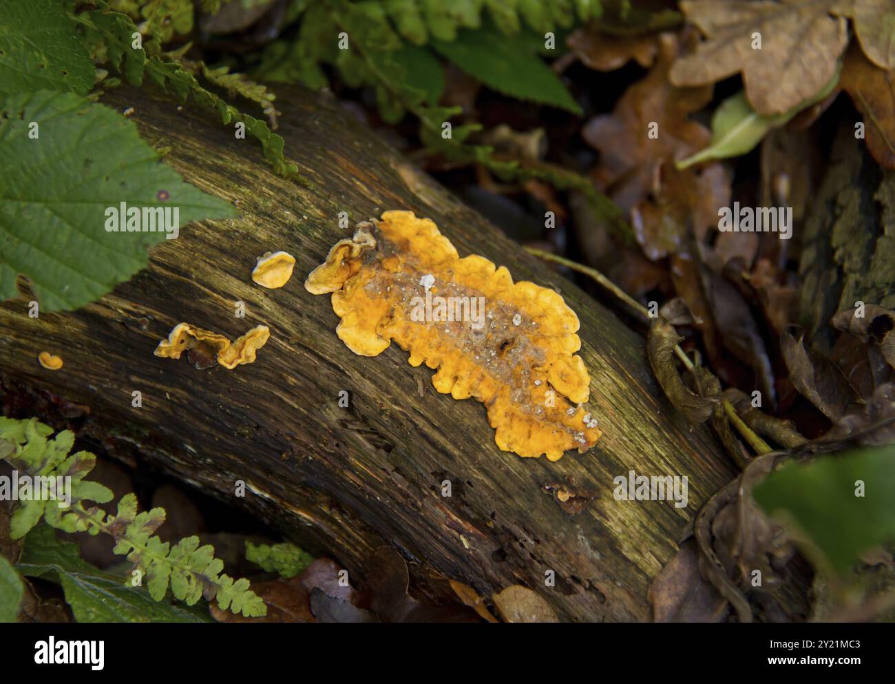 Orange fungus on dead tree in broadleaved woodland Stock Photo - Alamy