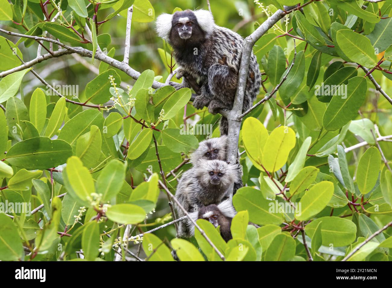 Close-up of Common marmoset mother with cubs perched in a green leaved ...