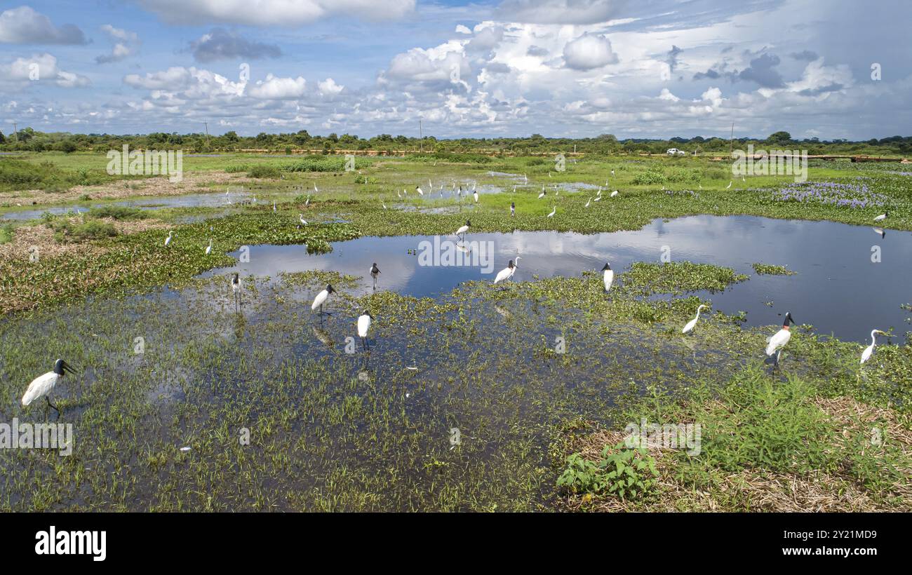 Aerial view of a lagoon and meadows with Jabiru storks and Great egrets ...