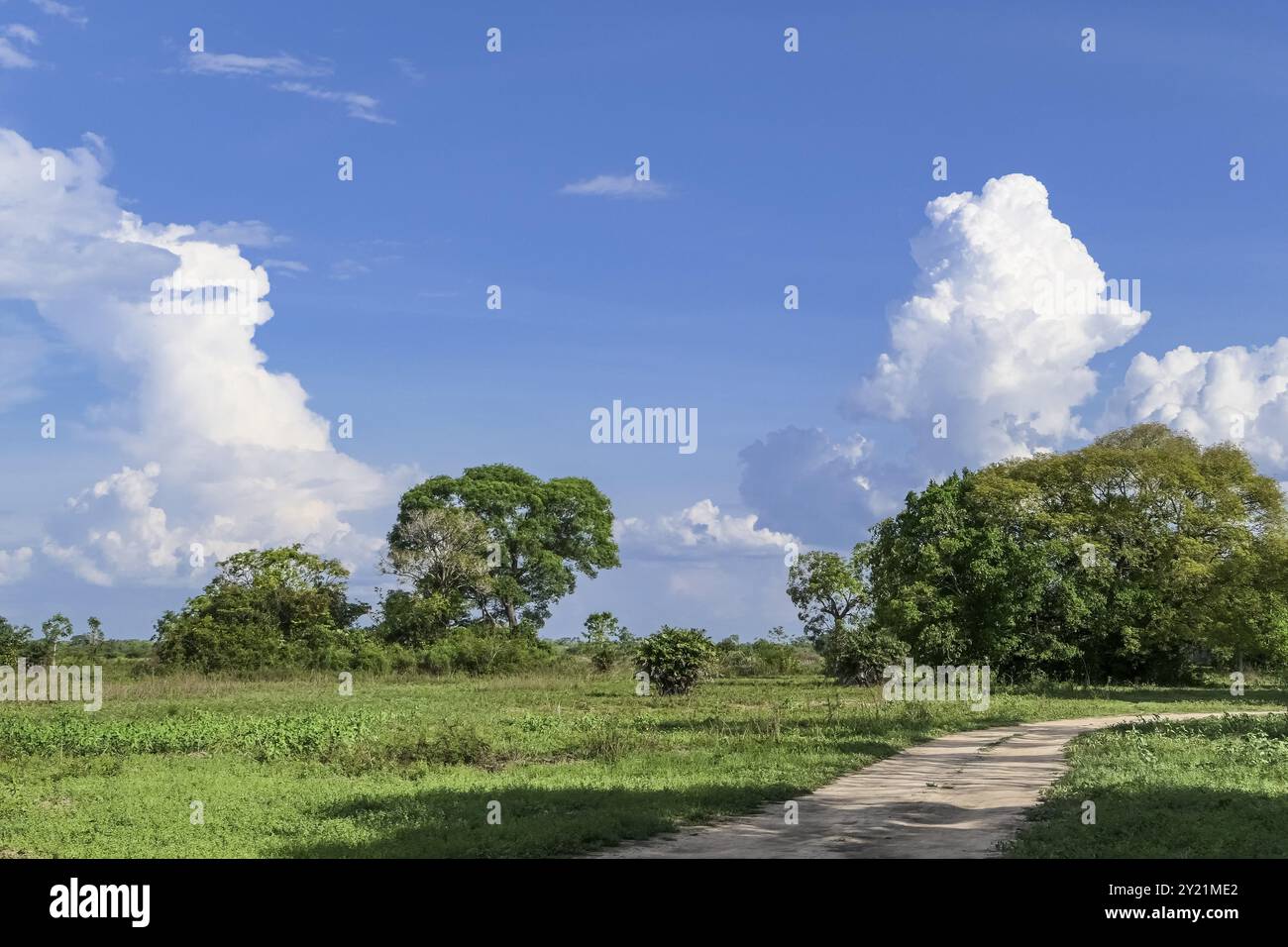 Typical Pantanal landscape with green meadows, trees blue sky and white ...