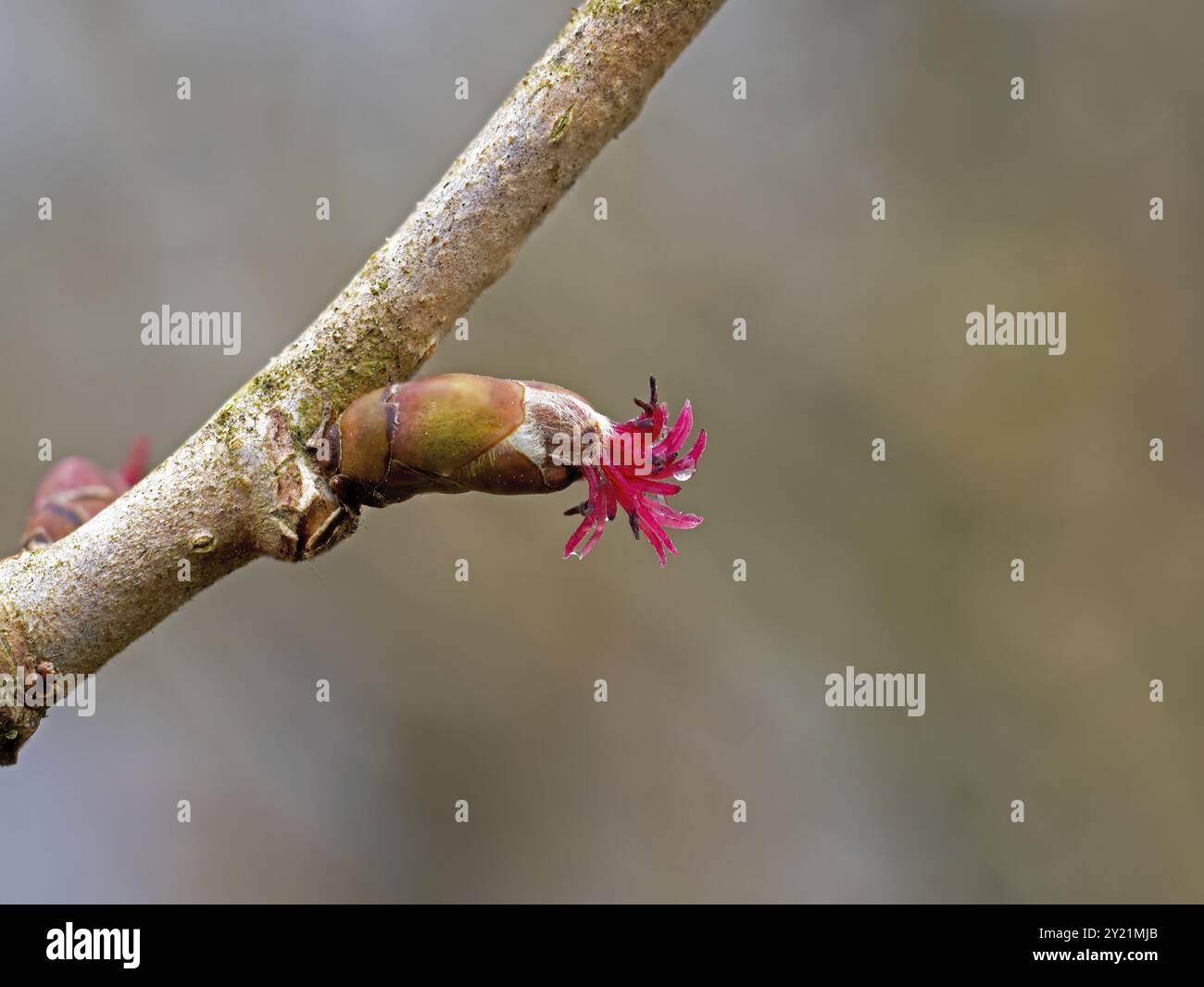 Red Female flower of Hazel tree Stock Photo - Alamy