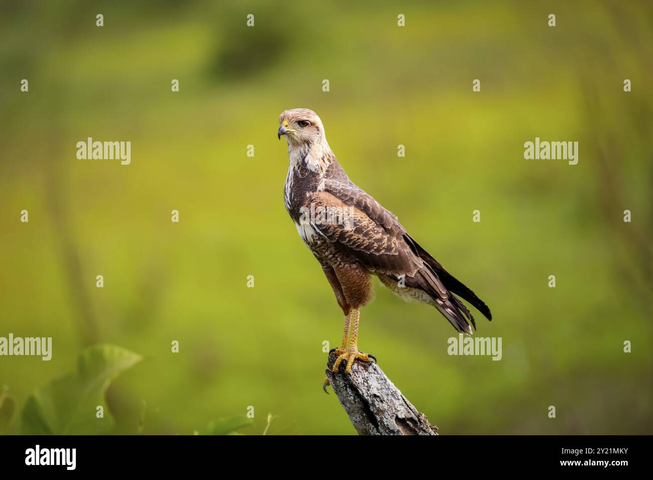 Savanna Hawk perched on a fence post against green defocused background ...