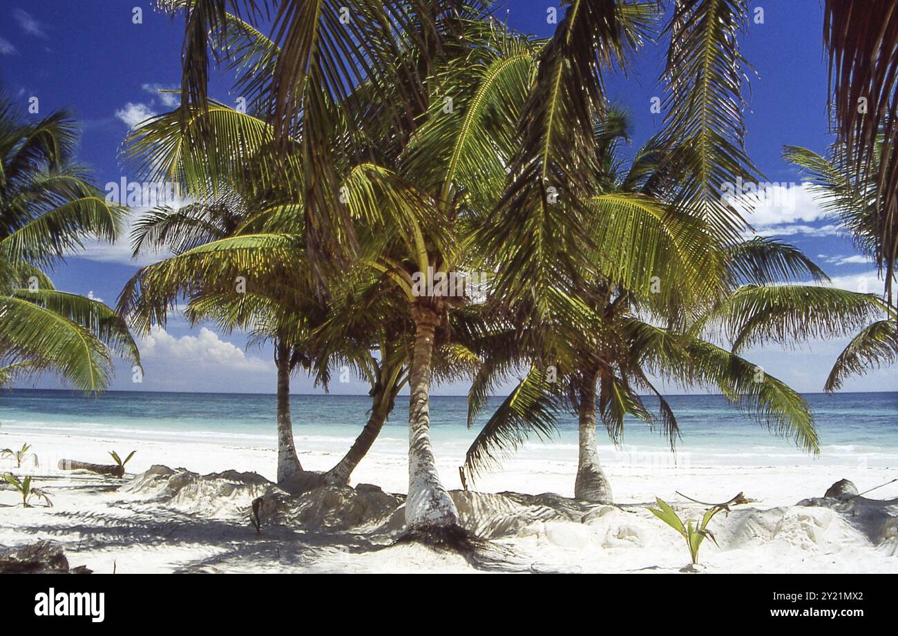 Sandy beach beach of Punta Allen, Mexico, Central America Stock Photo ...