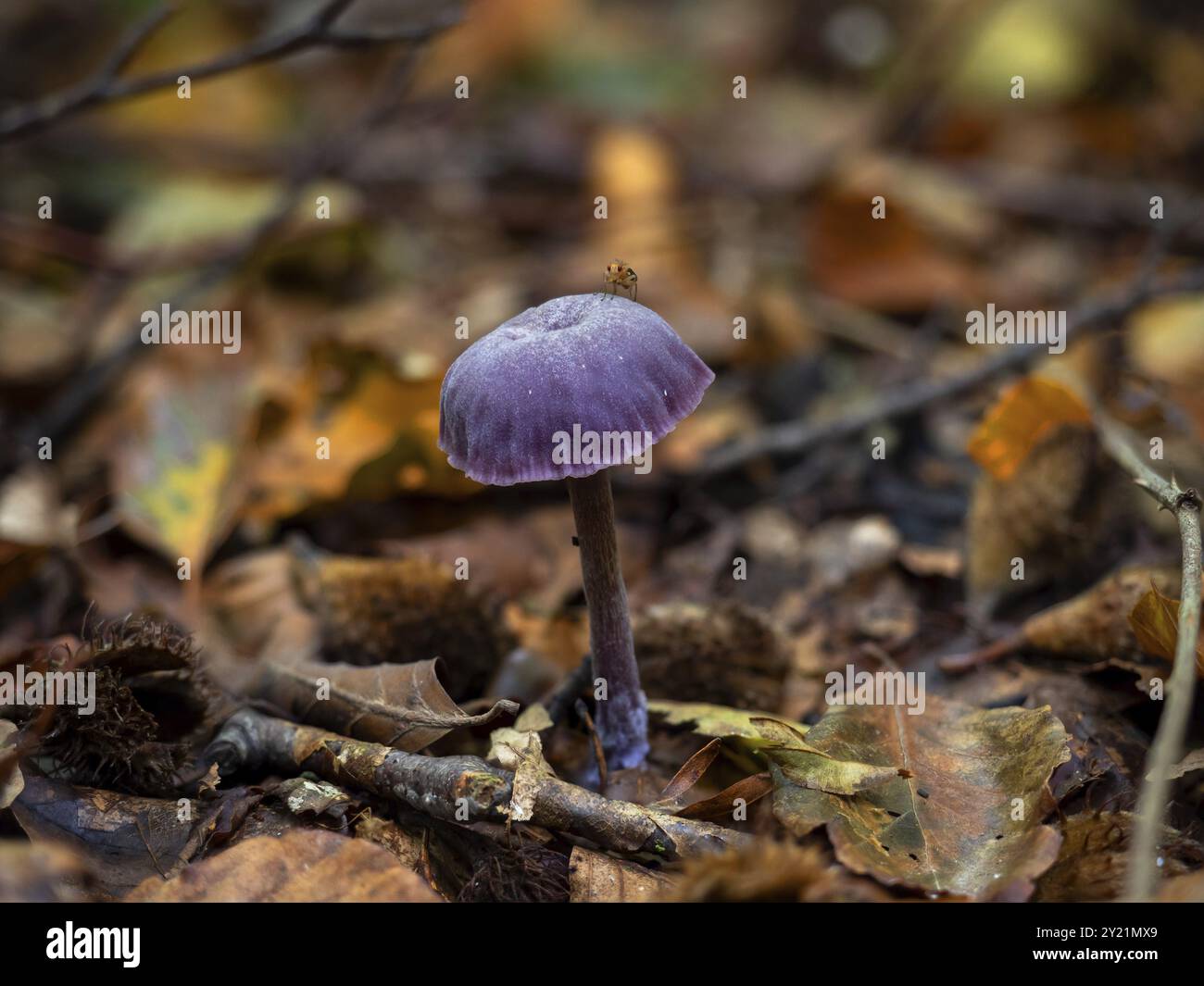 Purple fungus Amethyst Deceiver with fly on cap Stock Photo - Alamy