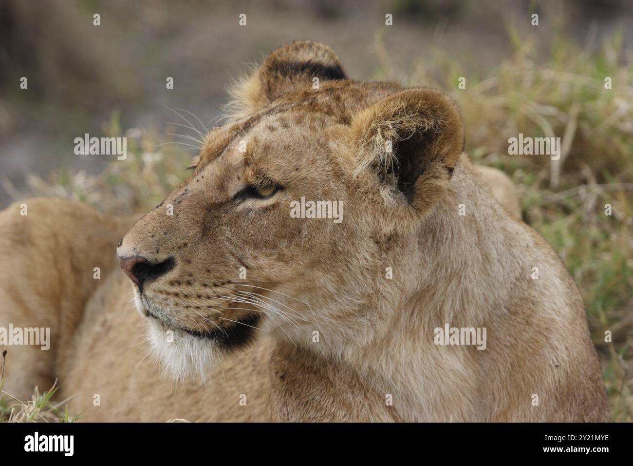 Female lion and prey animal in high grass Stock Photo - Alamy