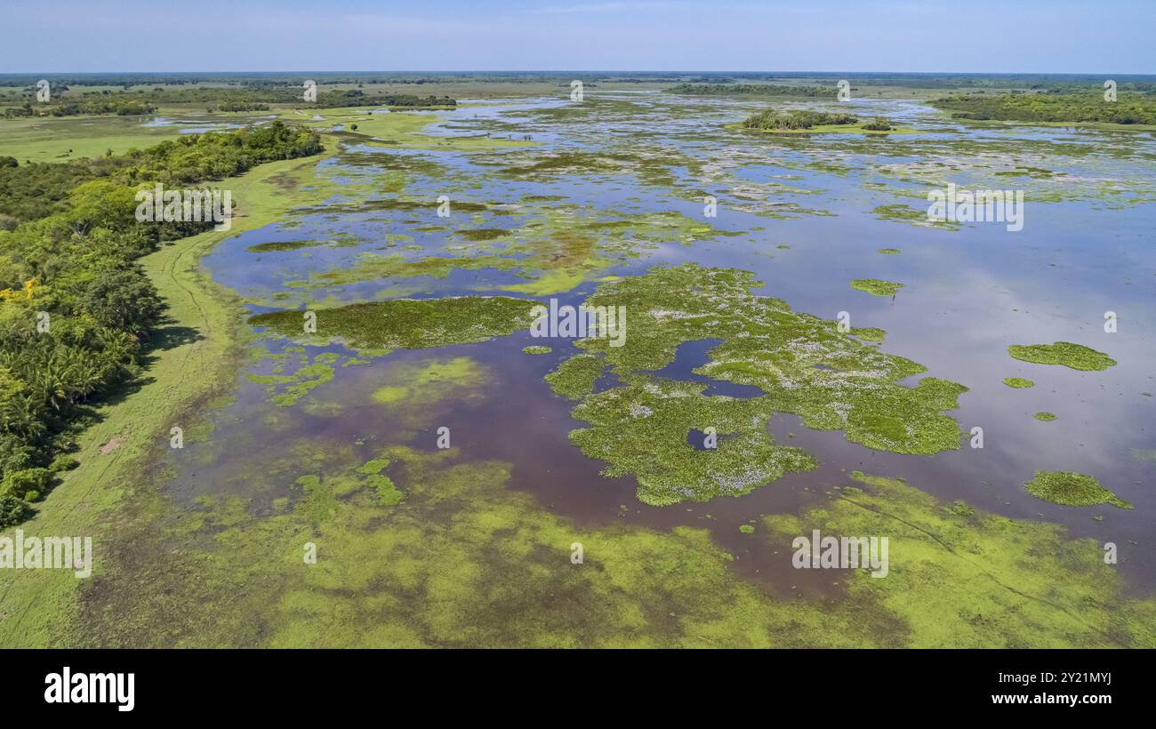Aerial view of a flood plain with a fence and cattle in the Pantanal ...