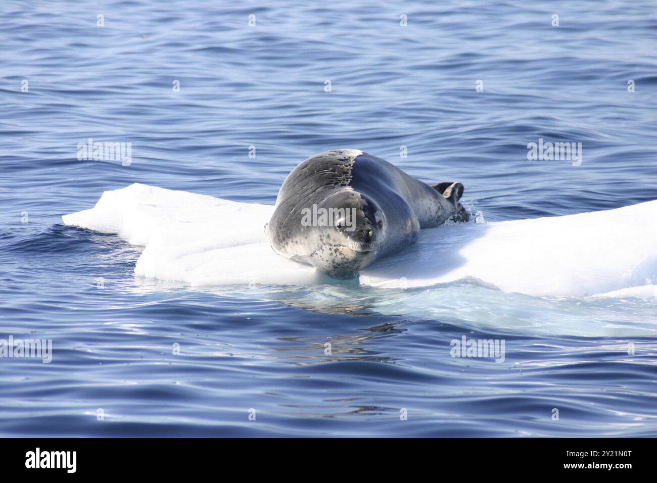Dangerous leopard seal on ice floe in Antartica Stock Photo - Alamy