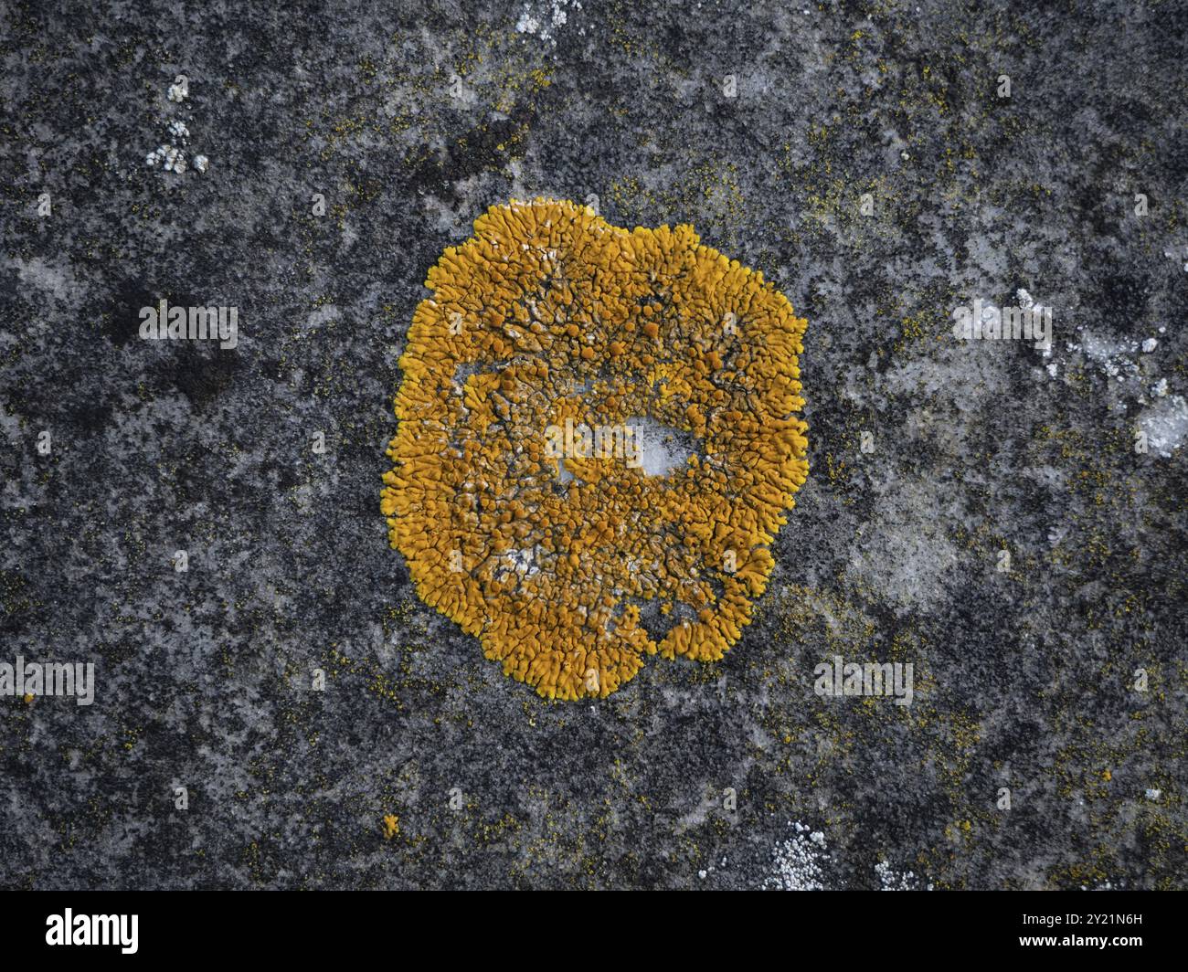 Different types of Lichen on gravestone with yellow Caloplaca ...