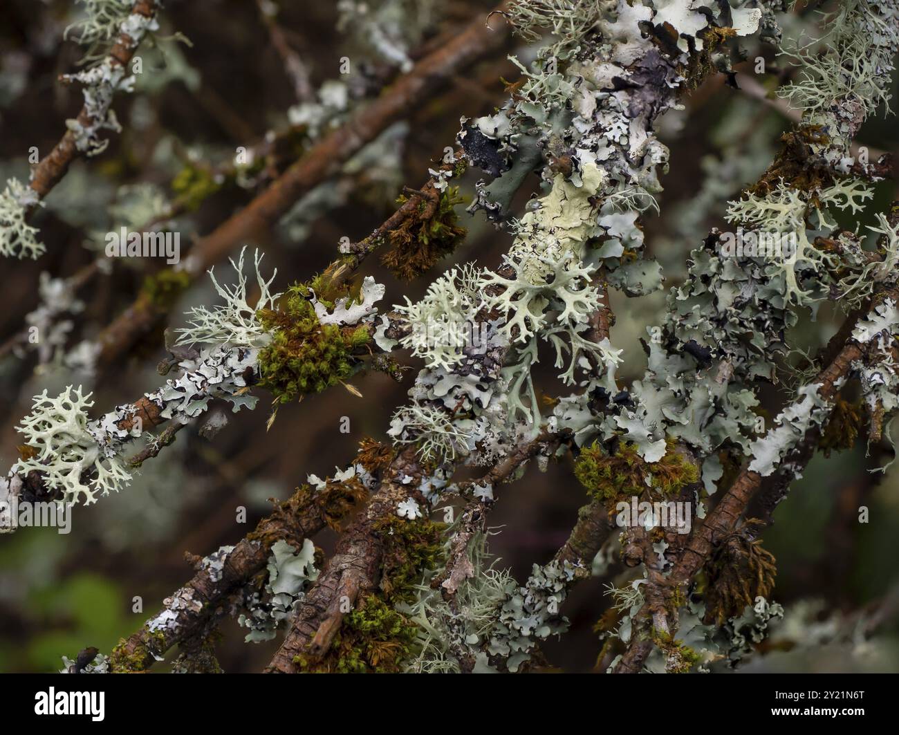 Tree branches covered in different lichens and mosses growing in ...