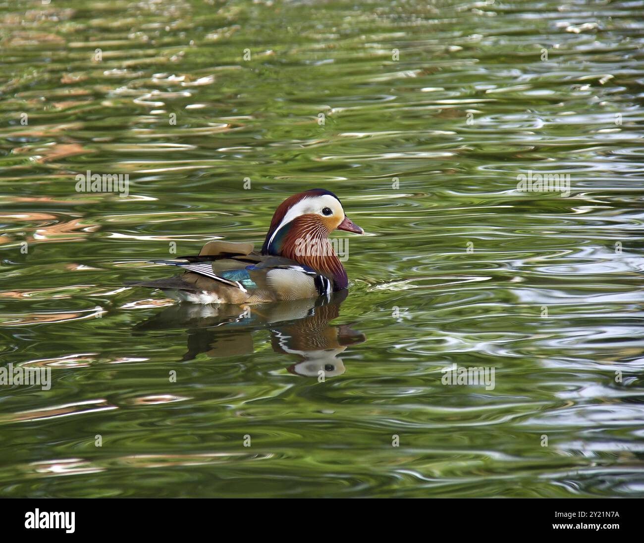 Male or drake Mandarin duck with ripples and reflections Stock Photo ...