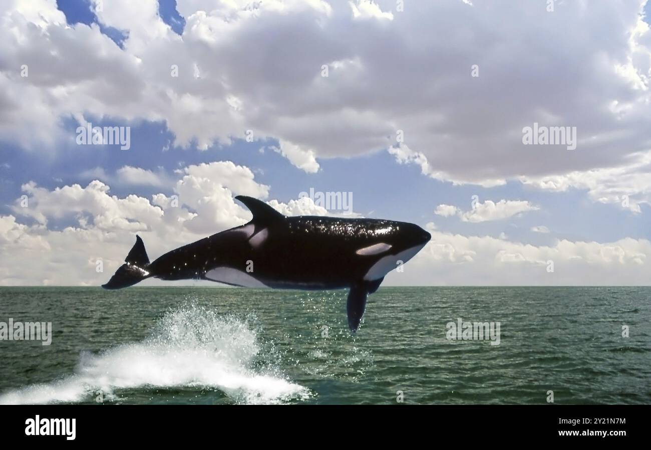 Orca flight hi-res stock photography and images - Alamy