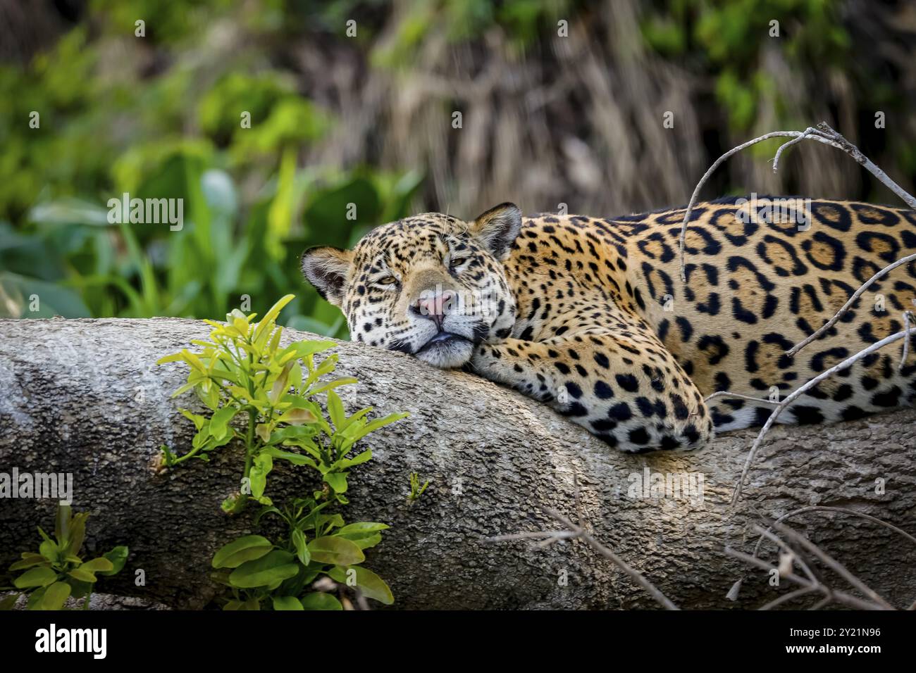 Close-up of a sleepy Jaguar resting flat on a tree trunk, head to ...