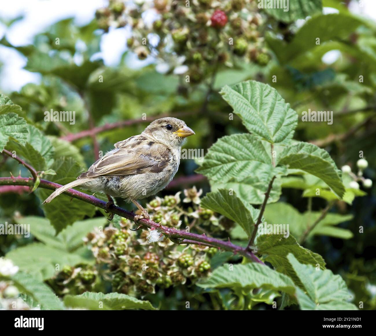 Birds in bramble habitat hi-res stock photography and images - Alamy
